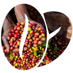 Coffee Operations - Sasini PLC