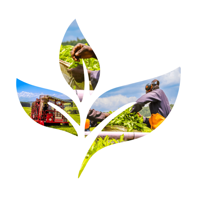 Tea Operations - Sasini PLC