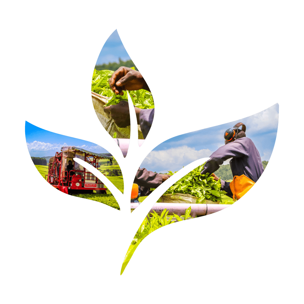 Tea Operations - Sasini PLC