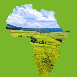 Our Focus Areas - Sasini PLC