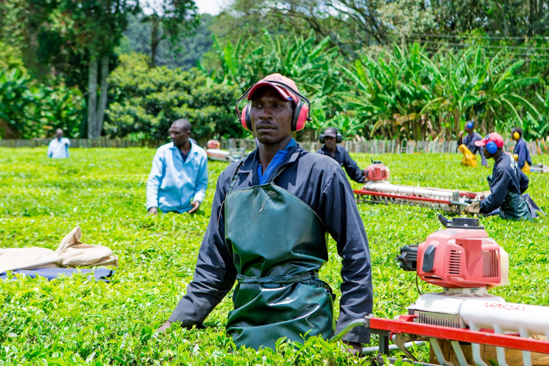 Tea Processes - Sasini PLC