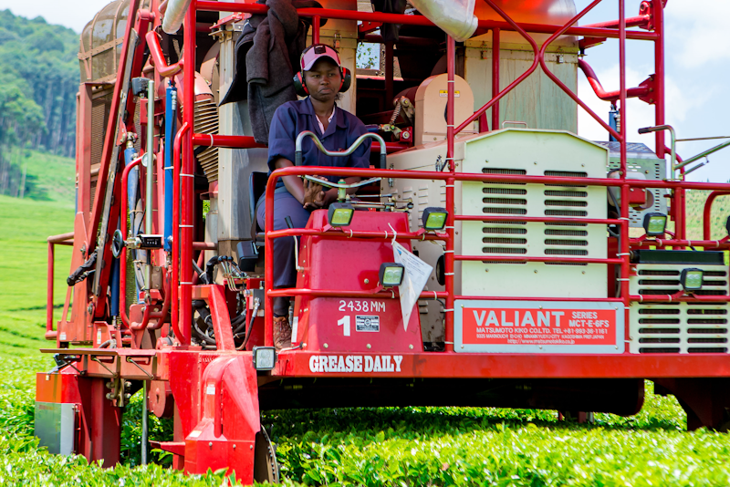 Our Tea estates - Sasini PLC