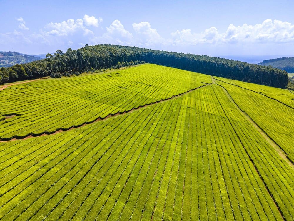 Geographic Expansion - Sasini PLC