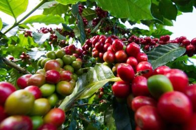 Company - Sasini PLC