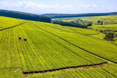 Company - Sasini PLC